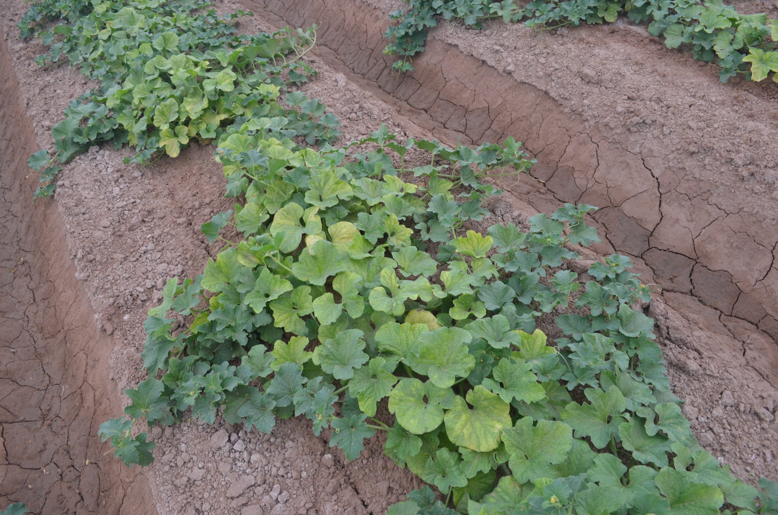Cucurbit Chlorotic Yellows Virus - Emerging Viruses in Cucurbit