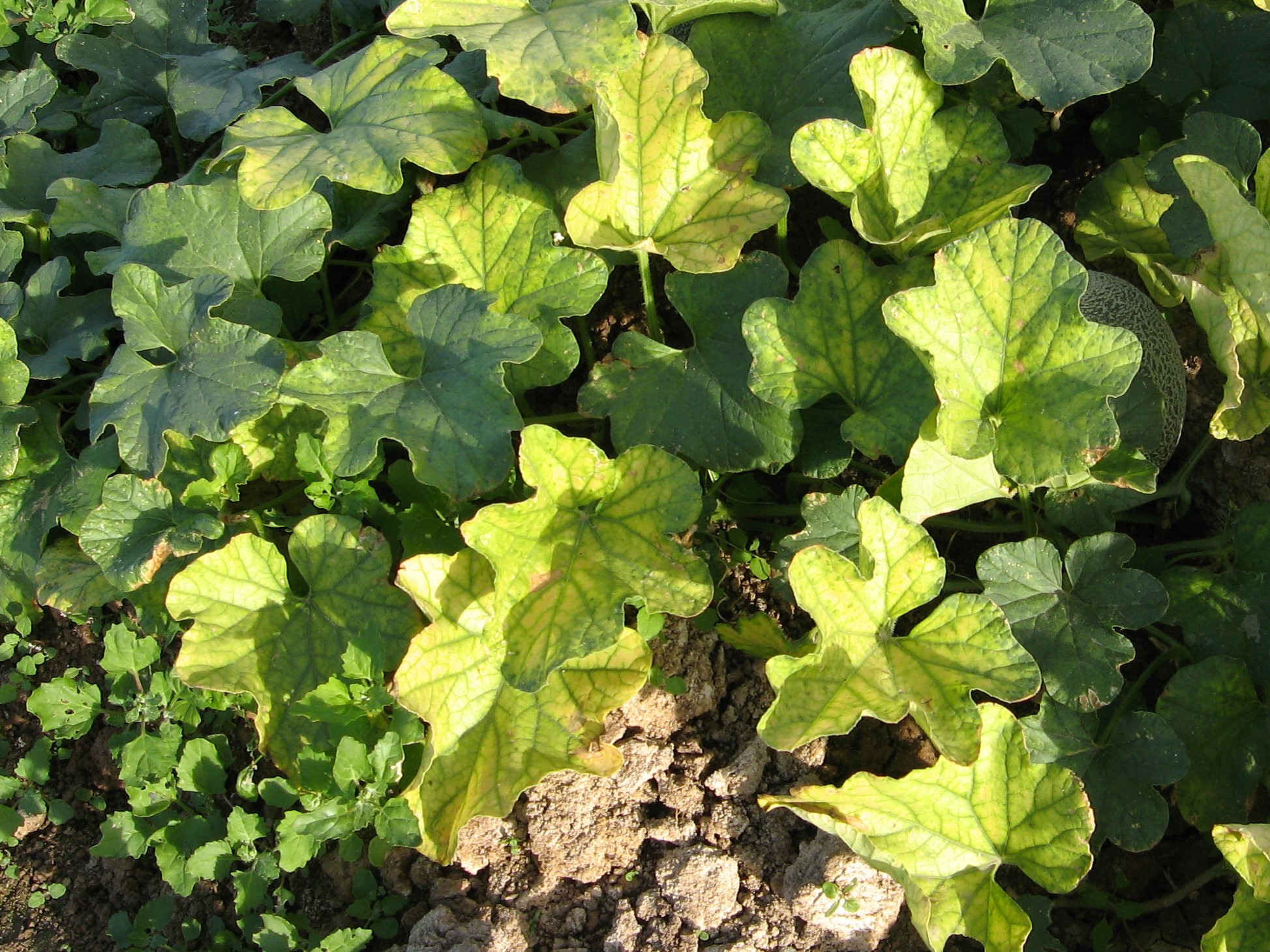 Cucurbit Yellow Stunting Disorder Virus - Emerging Viruses in Cucurbit