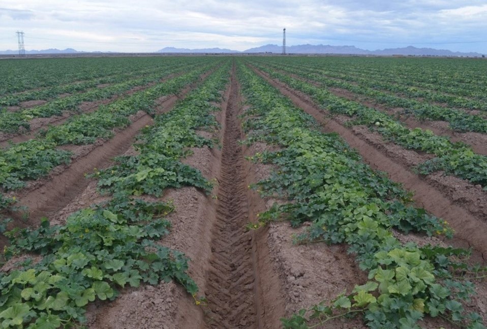 Cucurbit Yellow Stunting Disorder Virus - Emerging Viruses in Cucurbit