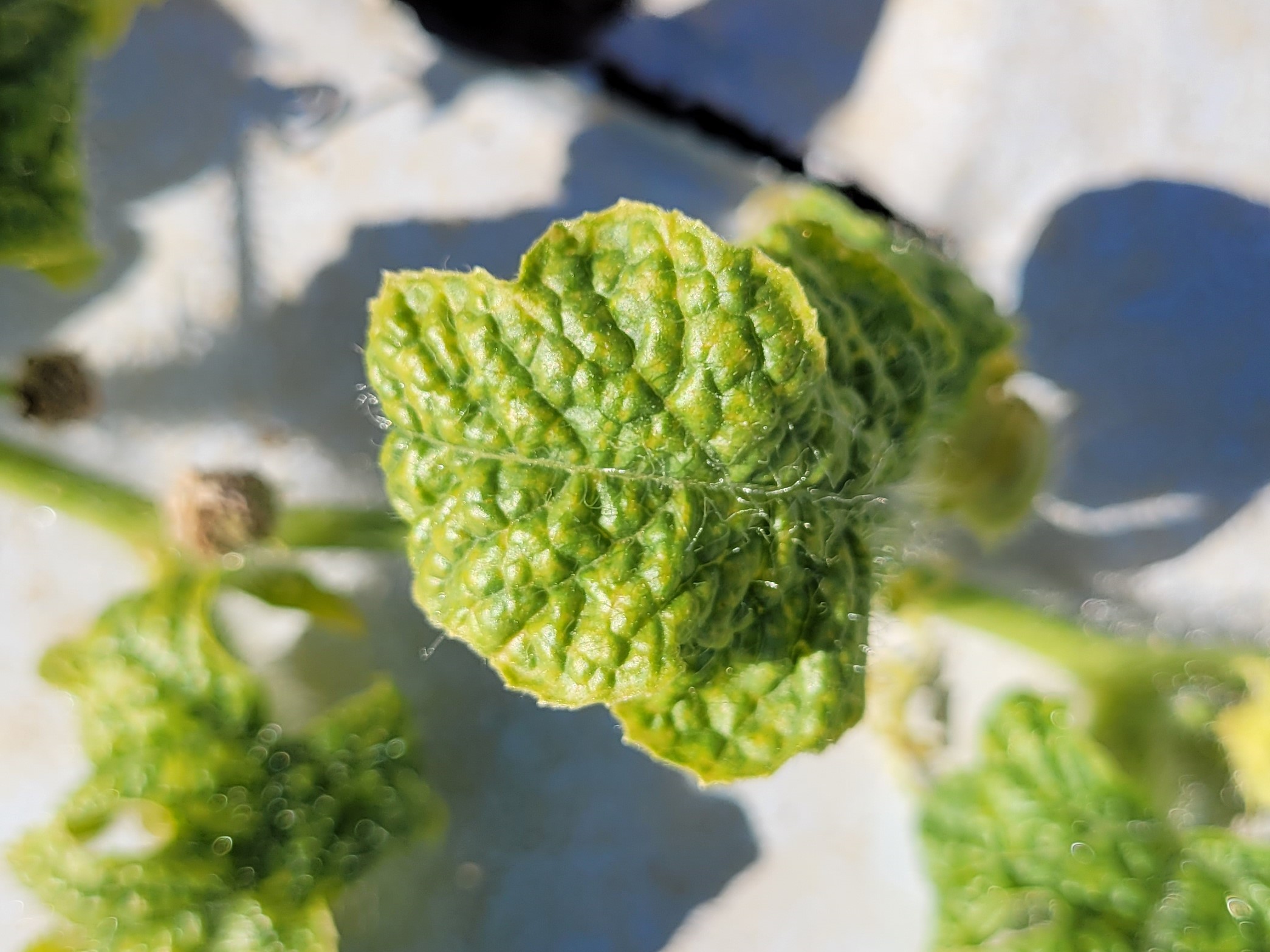 Watermelon Crinkle Leaf-associated Virus 1 (WCLaV-1) and Virus 2 (WCLaV ...